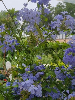 BOBO’S NURSERY & FLORIST - Updated December 2025 - 13 Photos & 11 ...