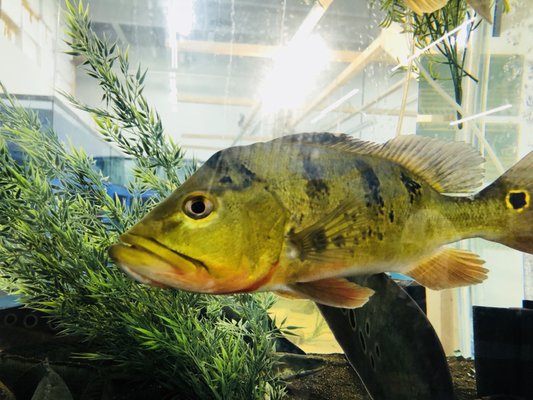 PREDATORY FINS - Updated December 2025 - 37 Photos & 11 Reviews - 750 ...