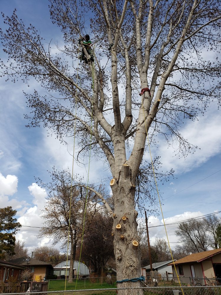 BIG HORN TREE SERVICE - Updated December 2025 - 141 Buena Vista Dr ...