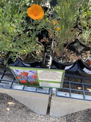 SANTA BARBARA BOTANIC GARDEN nearby at 1212 Mission Canyon Rd, Santa ...