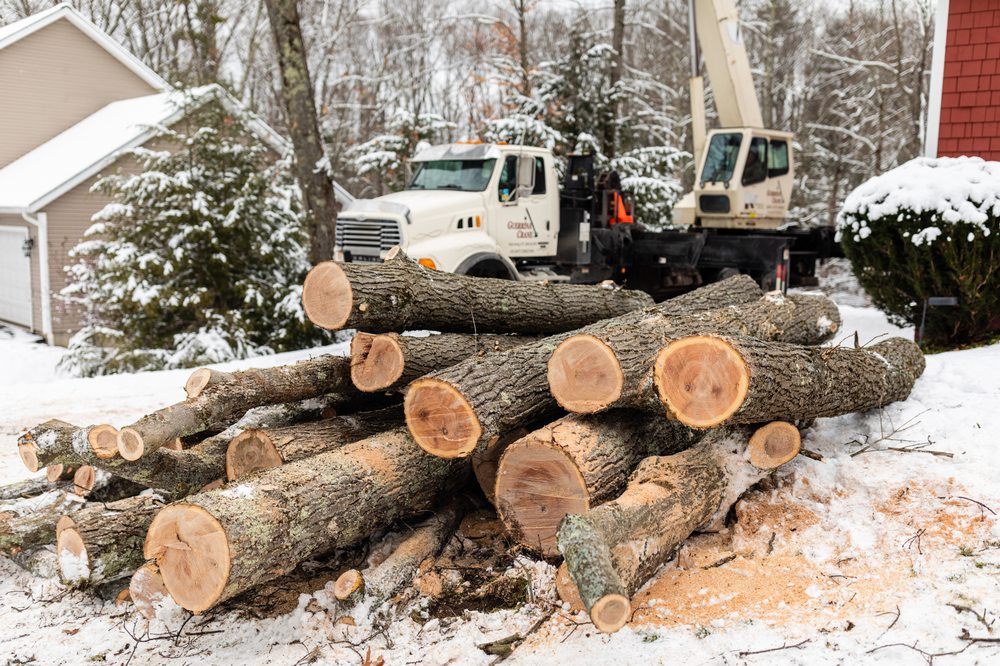 TEACHER’S TREE SERVICE - Updated December 2025 - 12 Photos - South ...