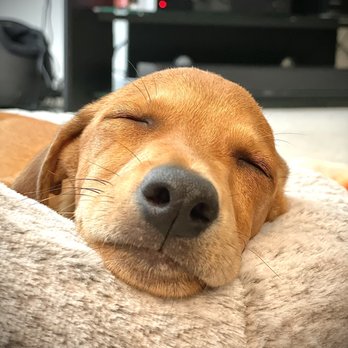 HUMANE SOCIETY SILICON VALLEY - 418 Photos & 546 Reviews - 901 Ames Ave ...