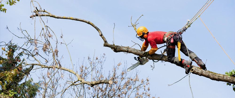 LUCAS TREE SERVICE - Updated August 2025 - 55 Photos - 60054 Christian ...