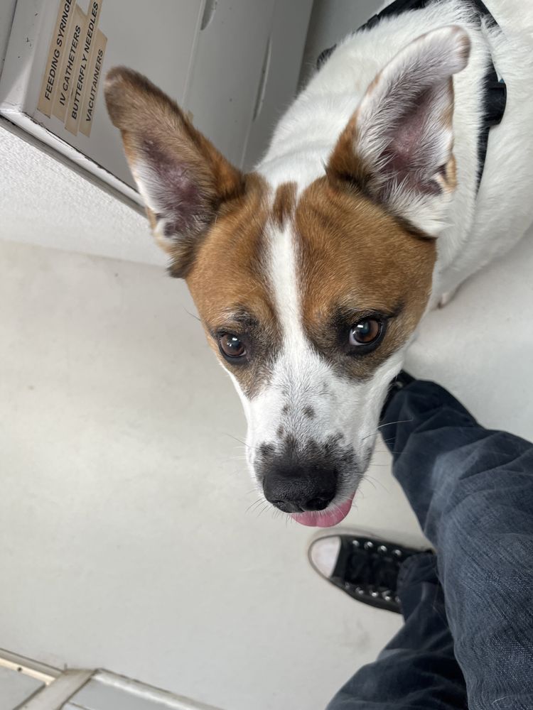 CLARK ANIMAL HOSPITAL - Updated June 2026 - 30 Photos & 93 Reviews ...