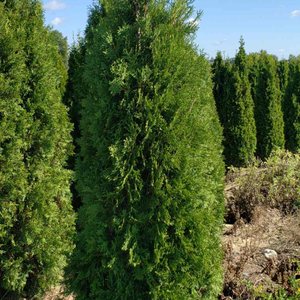 BALL EQUIPMENT - SANDUSKY - Updated May 2025 - 12 Photos - 600 S ...