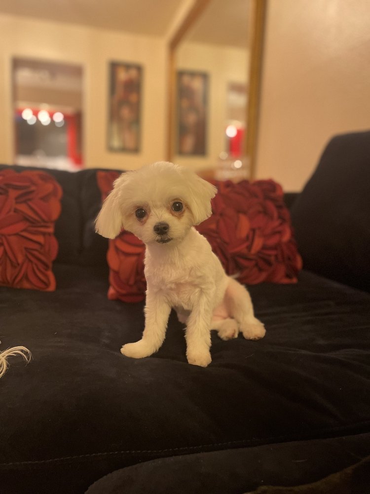 BLUE RIBBON GROOMING - Updated December 2025 - 44 Photos & 39 Reviews ...