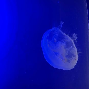 TEXAS STATE AQUARIUM - Updated August 2024 - 1096 Photos & 415 Reviews ...