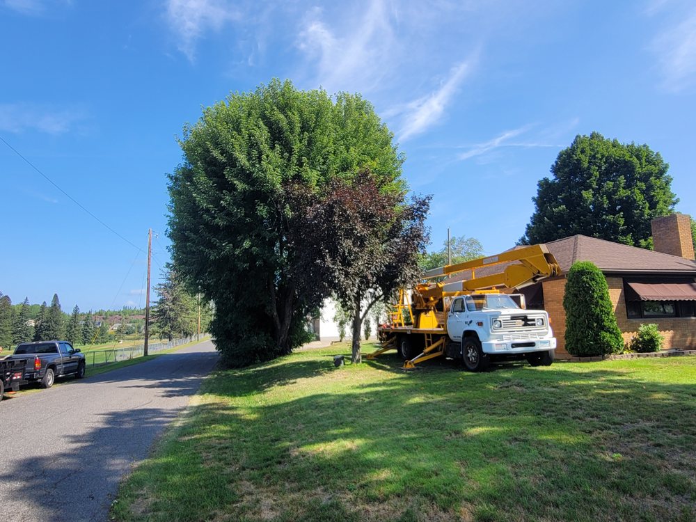 AAA TREE REMOVAL - Updated August 2025 - Request a Quote - 3601 Hwy 5 ...