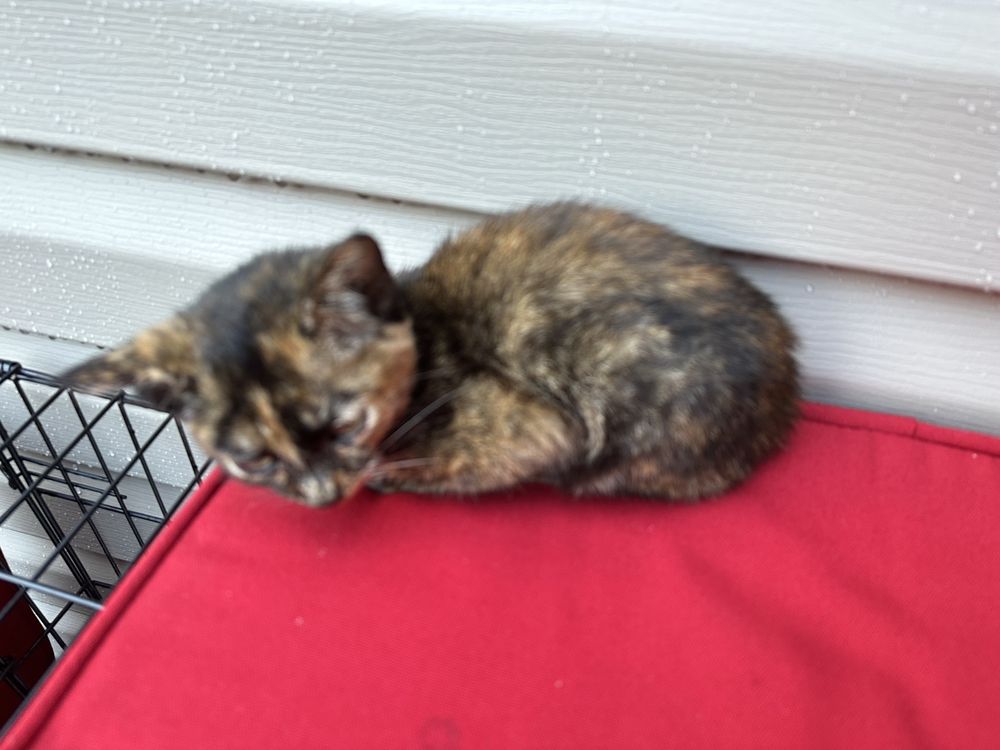 SPAY NOW ANIMAL SURGERY CLINIC - Updated January 2026 - 69 Photos & 153 ...