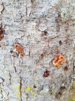 GAGE TREE SERVICE - Updated December 2025 - 30 Reviews - 6201 Burlwood ...