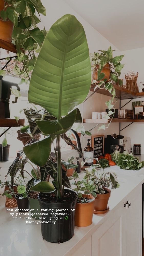 LIDA’S JUNGLE - Updated April 2025 - 46 Photos & 27 Reviews - 3101 Dr ...