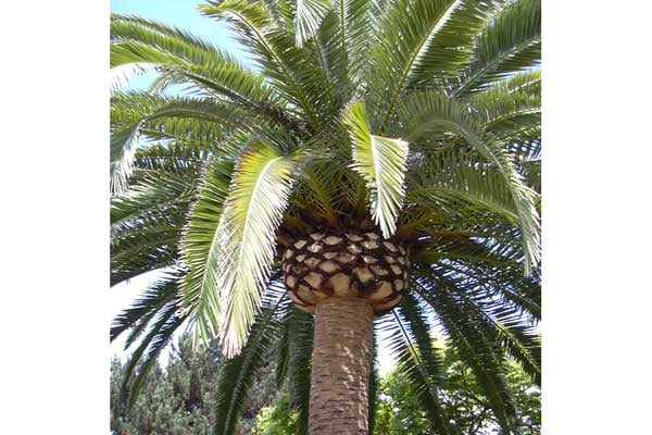 CHRIS YOUNG TREE SERVICE - Updated August 2025 - San Diego, California ...