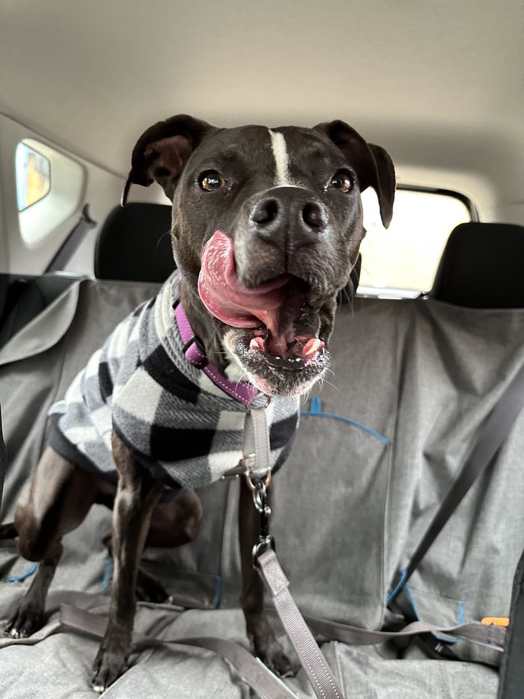 DUKE ANIMAL HOSPITAL - Updated May 2026 - 42 Photos & 259 Reviews ...