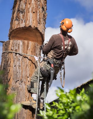 TITAN TREE SERVICE - Updated December 2025 - 27 Photos & 101 Reviews ...