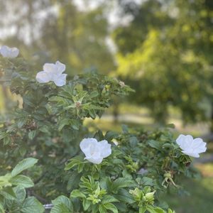 MICHAEL J TULLY PARK - 37 Photos & 20 Reviews - 1801 Evergreen Ave, New ...