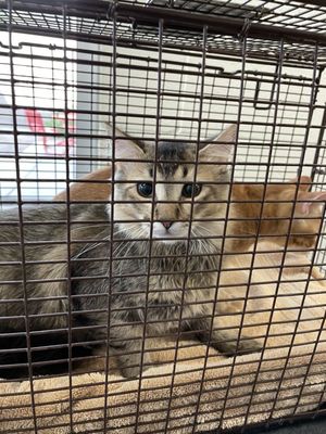 PIMA ANIMAL CARE CENTER - Updated February 2026 - 167 Photos & 143 ...