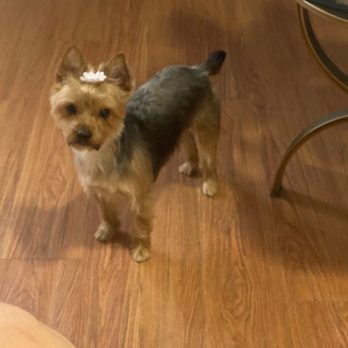 BOSS THE PET CONNECTION - Updated May 2024 - 812 Photos & 71 Reviews ...