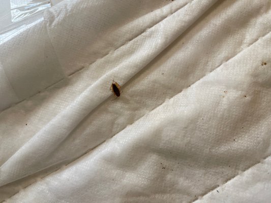 BERRETT PEST CONTROL - Updated June 2025 - 27 Photos & 200 Reviews ...