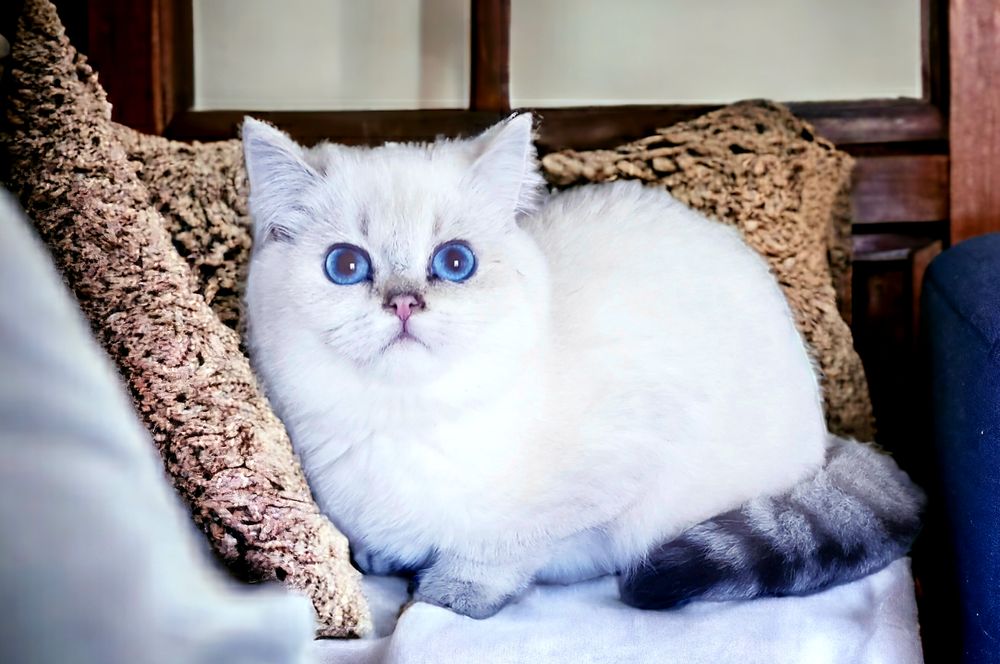 BRITLAND CATTERY - Updated December 2025 - 35 Photos - 301 Academy Ave ...