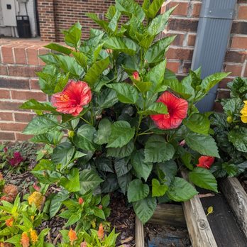 THE SALTY COD - Updated October 2025 - 265 Photos & 88 Reviews - 309 ...