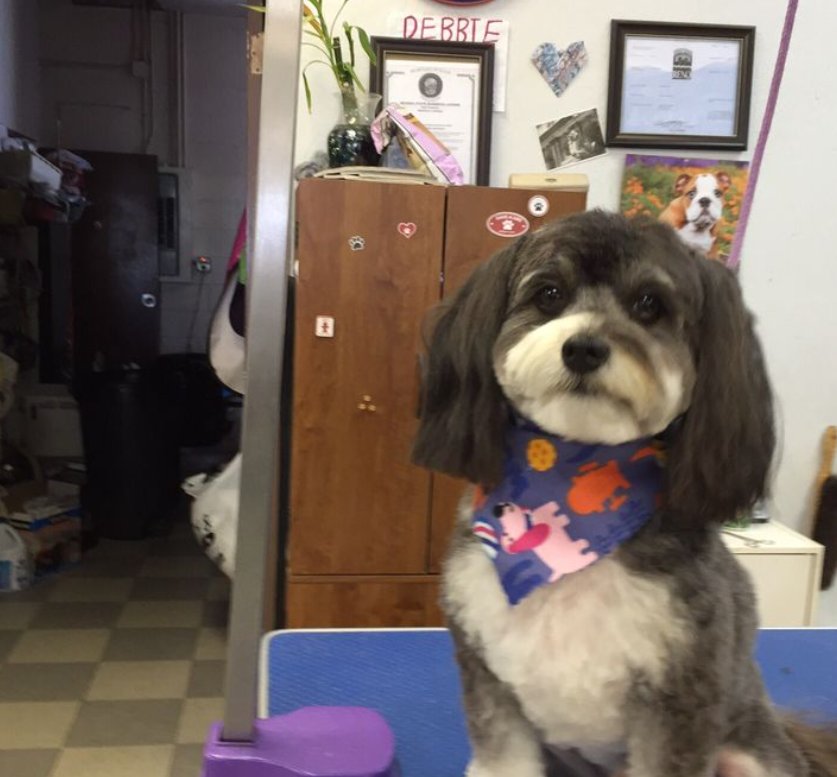 DEBBIE TERNAN’S DOG & CAT GROOMING - Updated October 2025 - 12 Photos ...