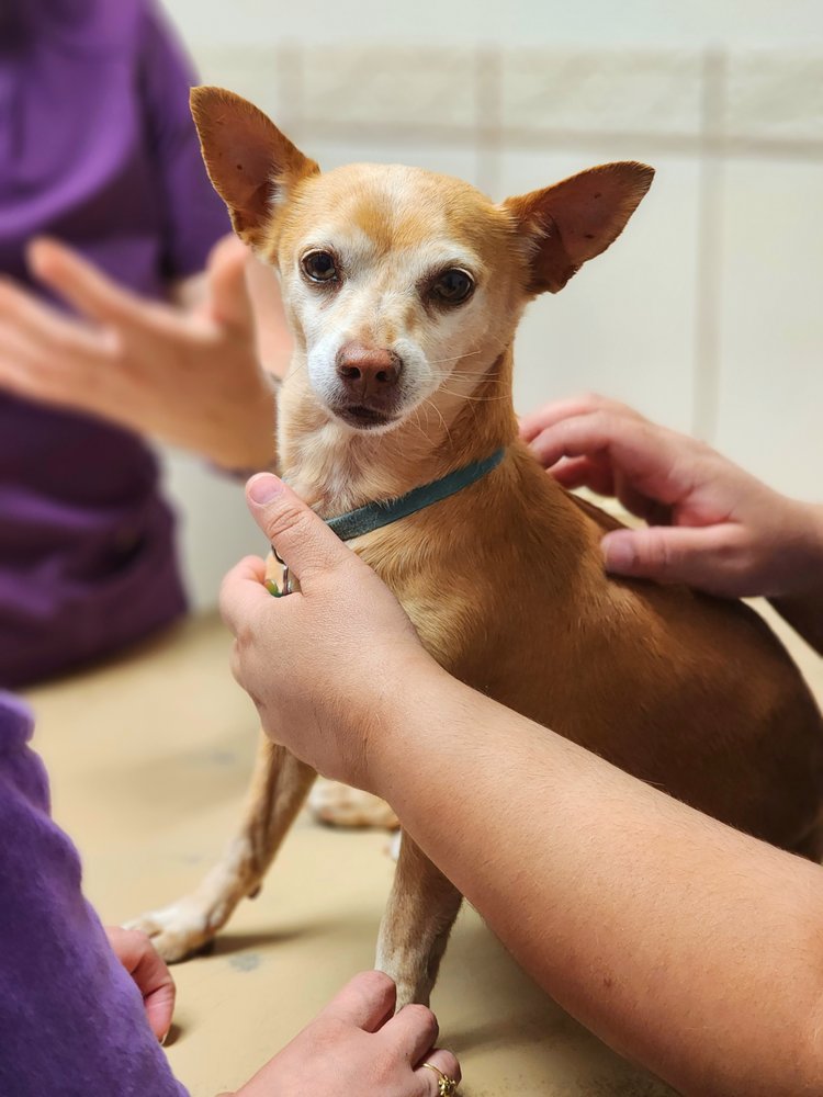 HEAVEN CAN WAIT ANIMAL SOCIETY - Updated October 2025 - 136 Photos & 90 ...