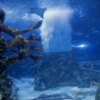 SEA LIFE ARIZONA AQUARIUM - Updated December 2025 - 656 Photos & 361 ...