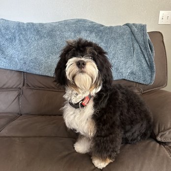 WAGS - Updated June 2024 - 41 Photos & 25 Reviews - 135 Southwest Blvd ...