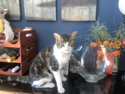 CASTRO VALLEY ANIMAL HOSPITAL - 65 Photos & 263 Reviews - 2837 Castro ...