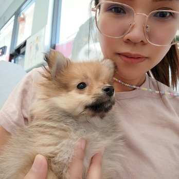 THE PUPPY STORE HENDERSON - 110 Photos & 110 Reviews - 1000 W Sunset Rd, Henderson, Nevada - Pet ...