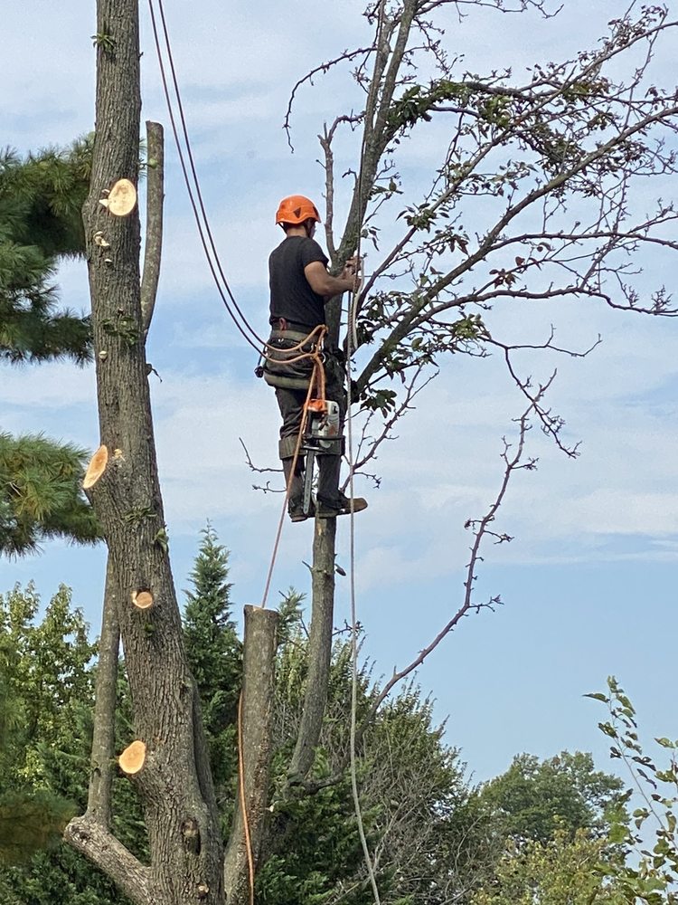 JESUS TREE EXPERT - Updated July 2025 - 19 Reviews - 158 N 8th St ...