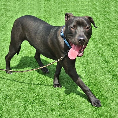 HUMANE SOCIETY SILICON VALLEY - Updated January 2026 - 460 Photos & 612 ...