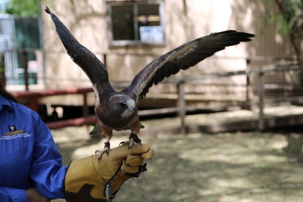 CALIFORNIA RAPTOR CENTER - Updated June 2025 - 51 Photos & 20 Reviews ...