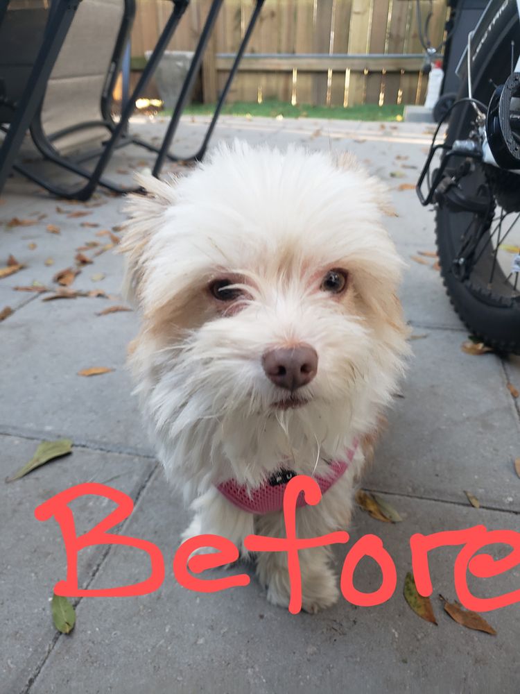 PET SUPERMARKET - Updated October 2025 - 27 Photos & 24 Reviews - 7805 ...