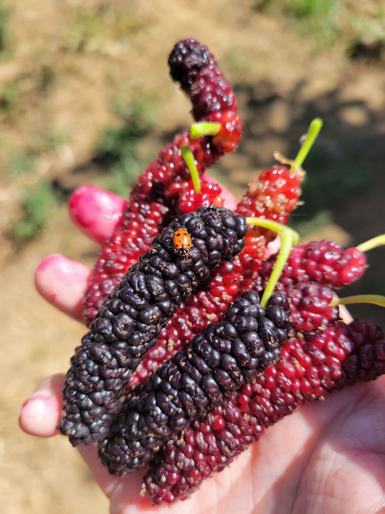 VERY MULBERRY - Updated May 2024 - 106 Photos & 23 Reviews - 501 ...