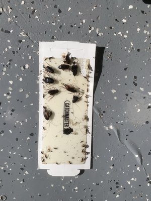 PRO ACTIVE PEST CONTROL - Updated January 2026 - 31 Photos & 218 ...