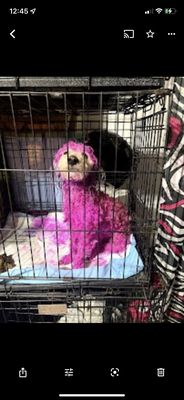 PIN UP PETS GROOMING - Updated October 2025 - 105 Photos & 24 Reviews ...