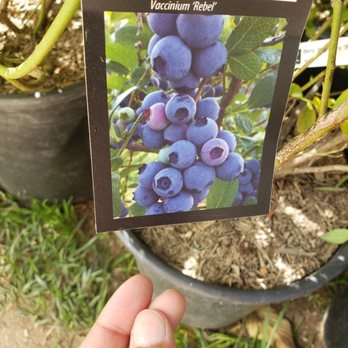 ORGANIC FRUIT TREE LA - Updated October 2025 - 37 Photos & 32 Reviews ...