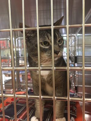 HUMANE SOCIETY FOR SOUTHWEST WASHINGTON - 27 Photos & 39 Reviews ...