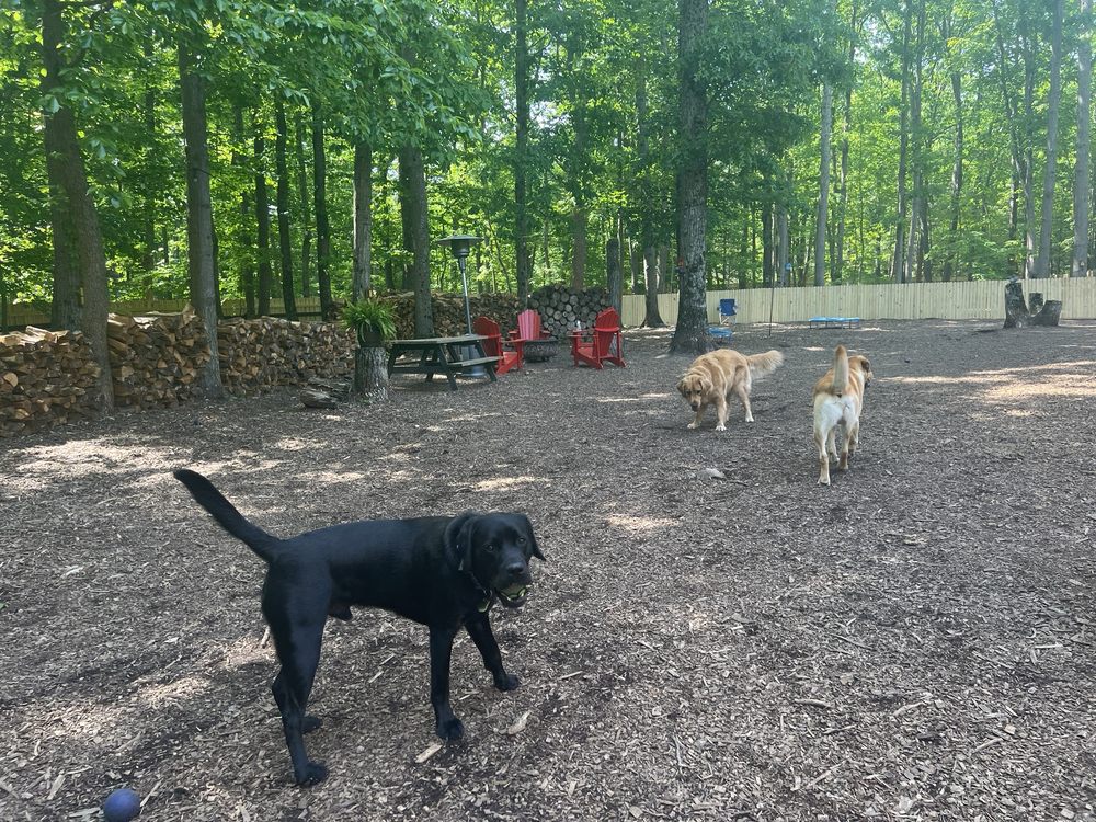HAPPY PAWS K-9 - Updated August 2025 - 30 Photos - 20492 Oatlands Chase ...