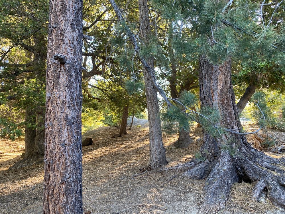 THOUSAND TRAILS IDYLLWILD - Updated February 2026 - 43 Photos & 22 ...