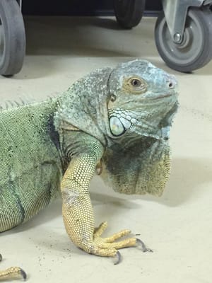 HIGHLAND SAM J. RACADIO LIBRARY & ENVIRONMENTAL LEARNING CENTER ...