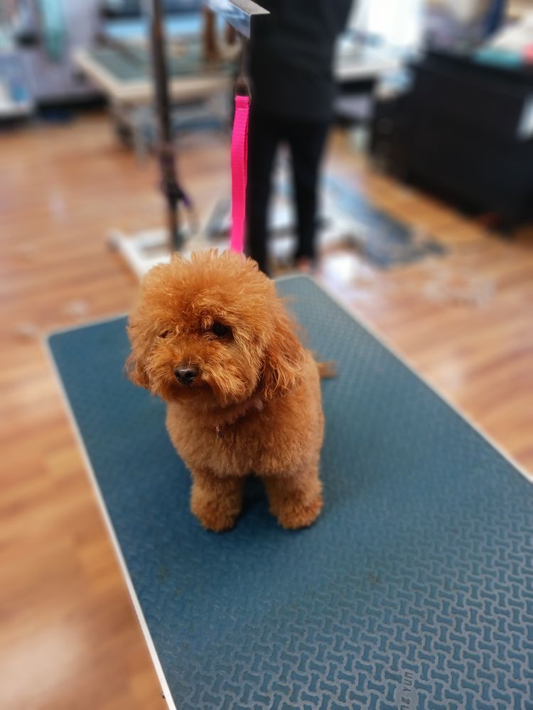 DOGS R US GROOMING - Updated December 2025 - 24 Photos - 675 ...