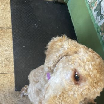 BLUE RIBBON PET GROOMING - Updated February 2025 - 51 Photos & 122 ...