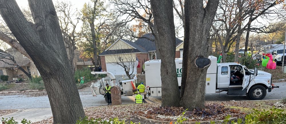 WRIGHT TREE SERVICES - Updated December 2025 - 39 Photos & 19 Reviews ...
