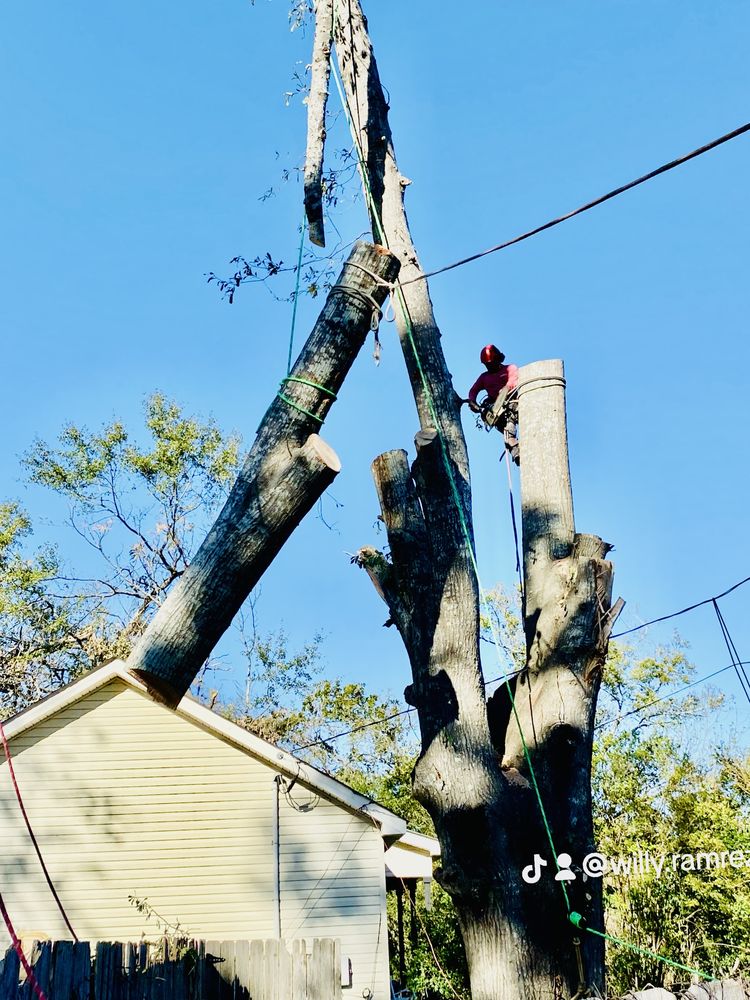 RANGO TREE - Updated December 2025 - 4714 Tomahawk Trl, Chattanooga ...