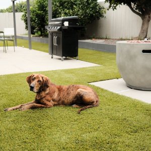 BIG BULLY TURF - 51 Photos & 23 Reviews - 350 Tenth Ave, San Diego ...