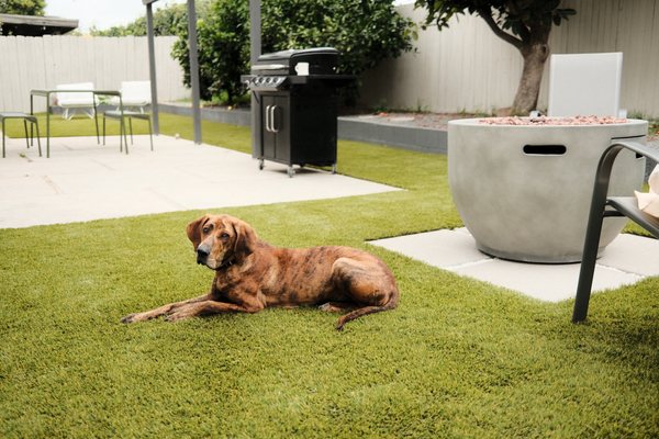 BIG BULLY TURF - Updated October 2025 - 578 Photos & 196 Reviews - 350 Tenth Ave, San Diego ...