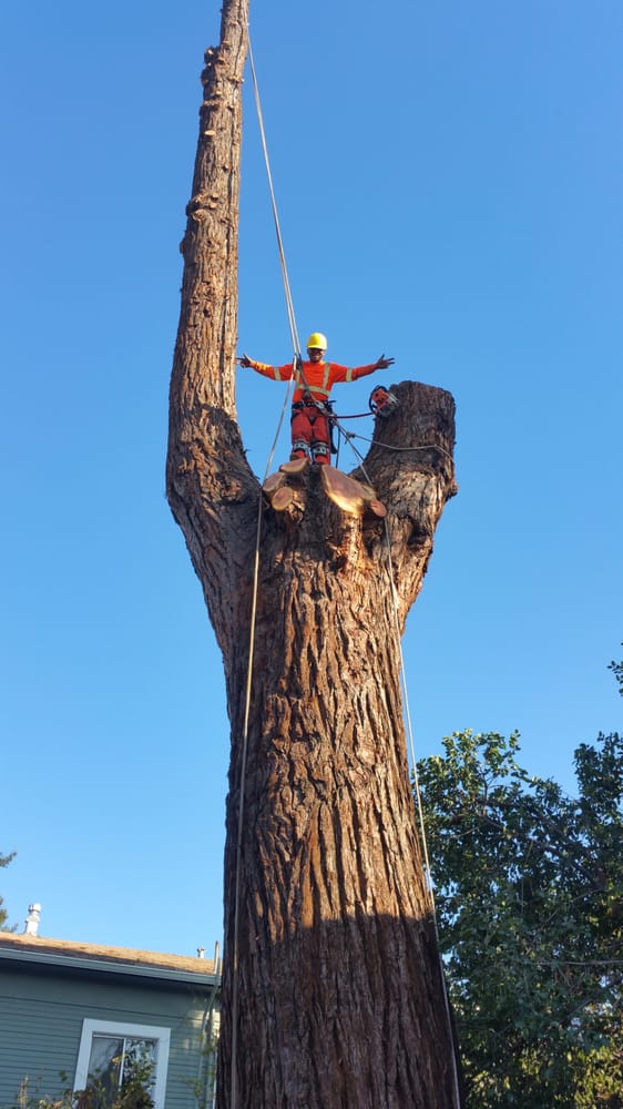 PRODIGY WORKS TREE SERVICE - Updated December 2025 - 324 Photos & 106 ...