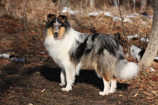 STIRLING COLLIES - Updated September 2025 - 50 Photos - Clearwater ...